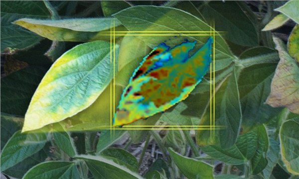 Les stress des arbres - Les Compagnons du Bonsaï