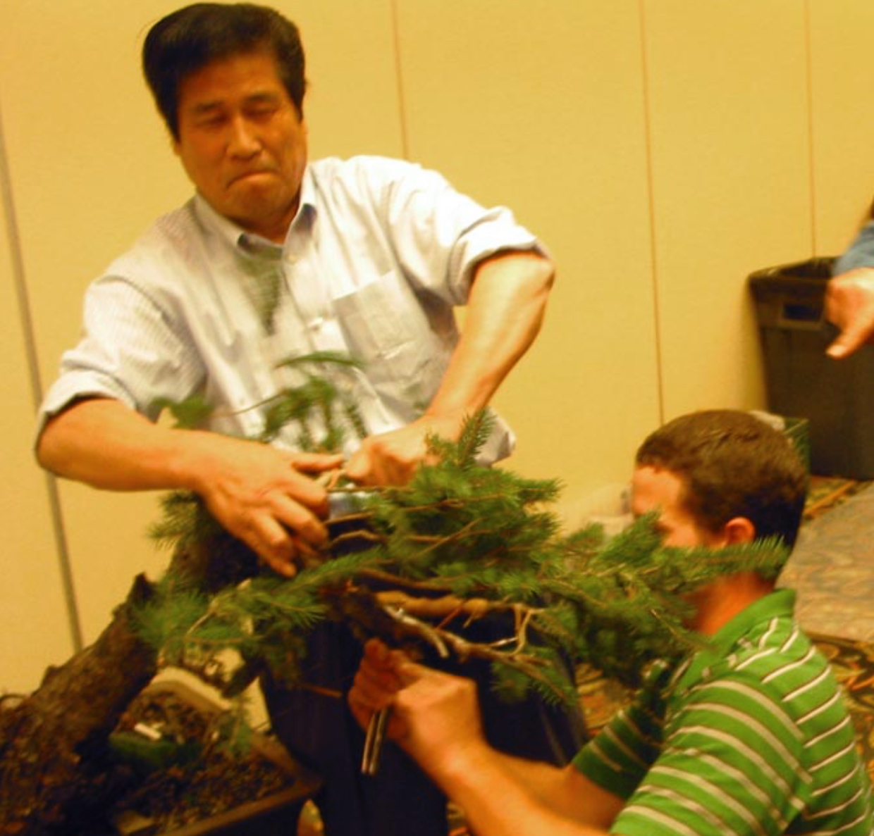 Apprentissage et transmission des savoirs - Les Compagnons du Bonsaï