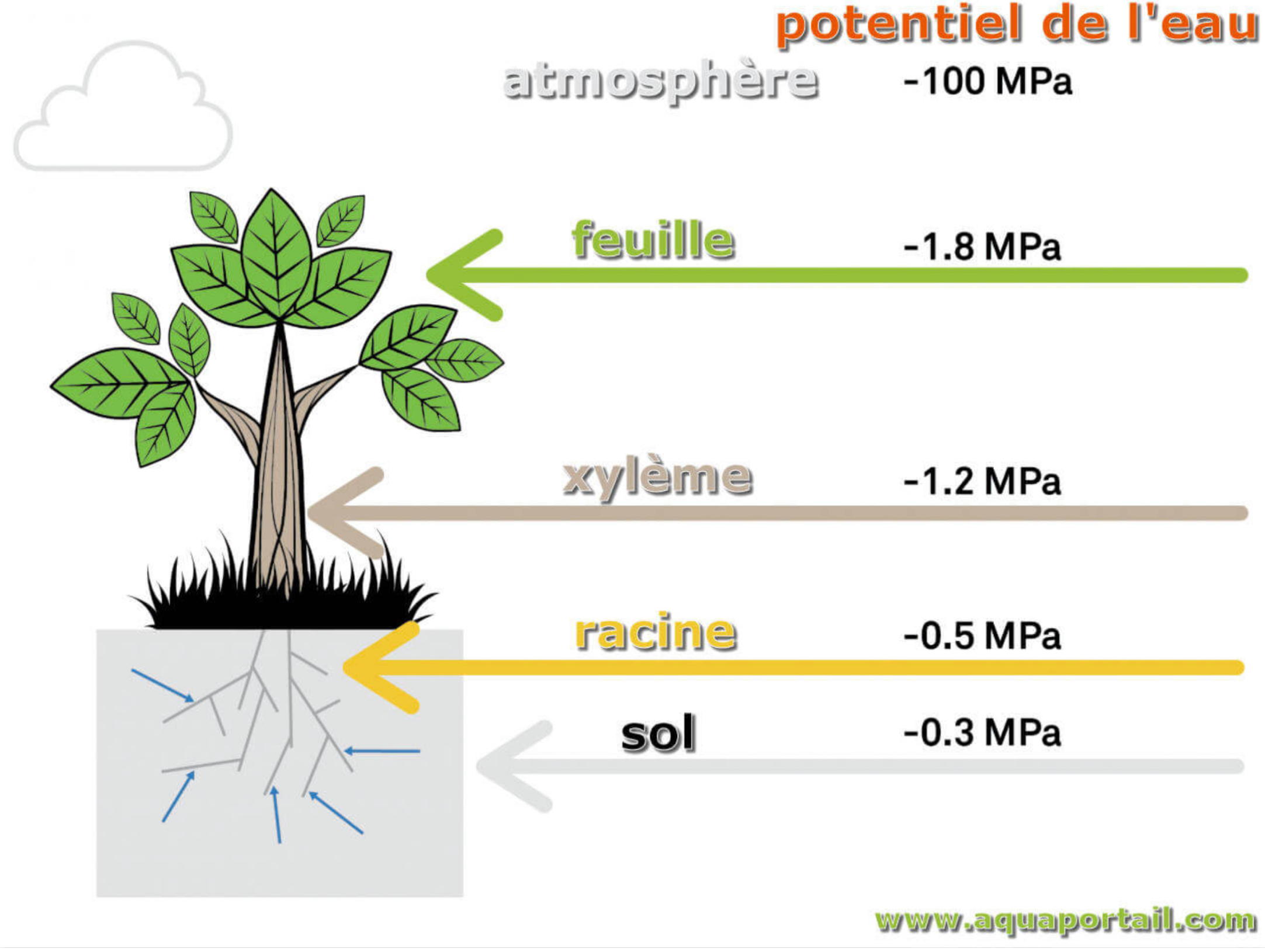 Les Clés du succès pour le rempotage - Les Compagnons du Bonsaï
