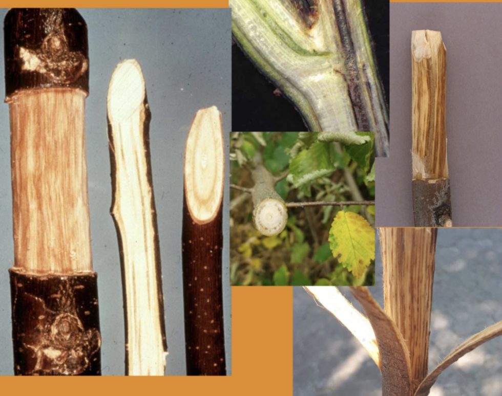 Diagnostic Feuillus - Organes végétatifs - Les Compagnons du Bonsaï